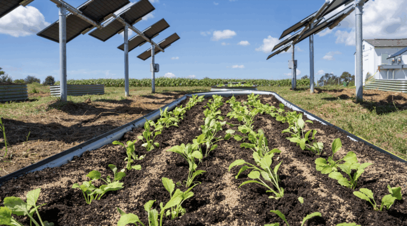 Small Agrivoltaic Project, Big Impact